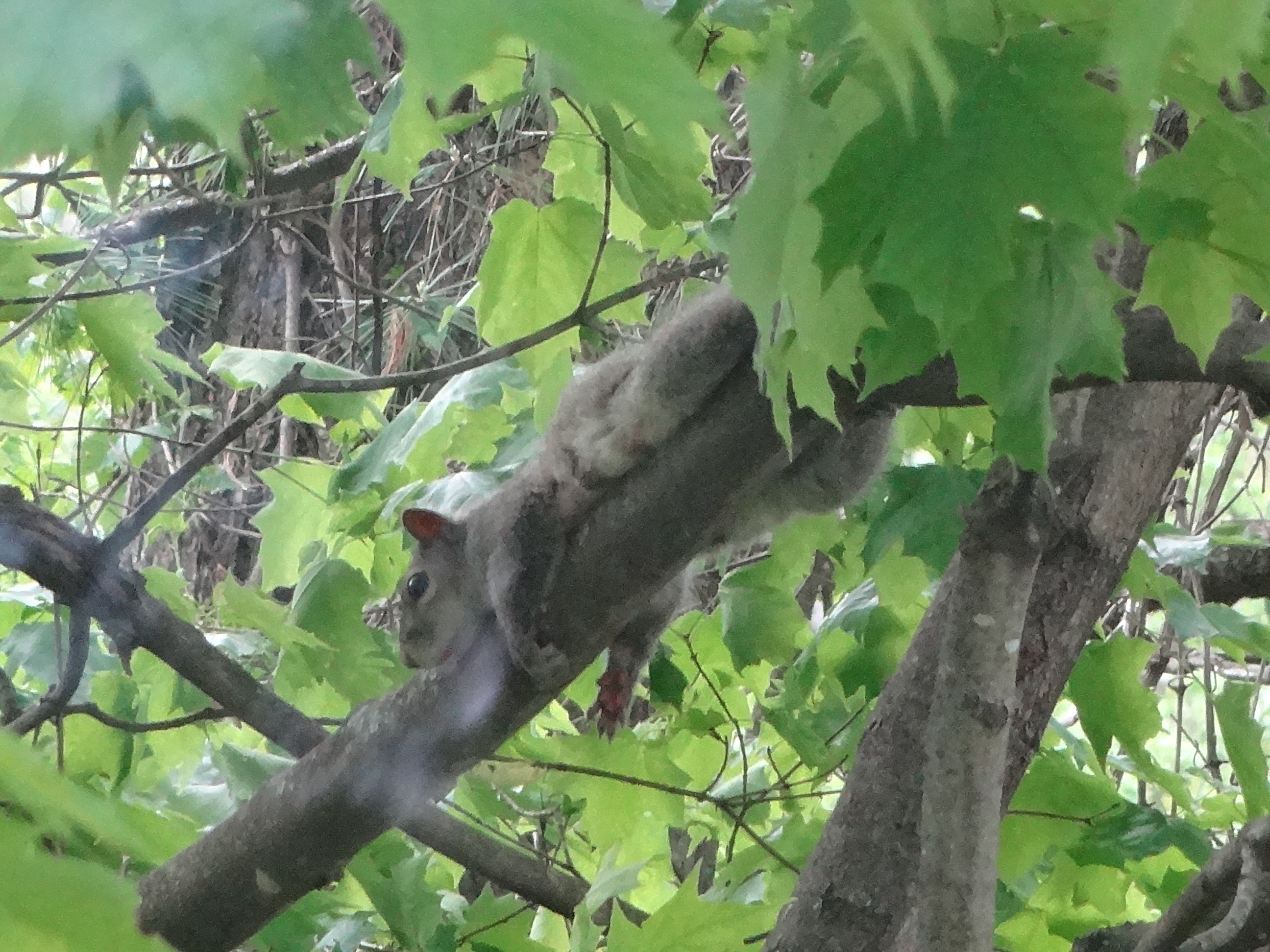 Too Hot To Squirrel | How Bad Can It Go?